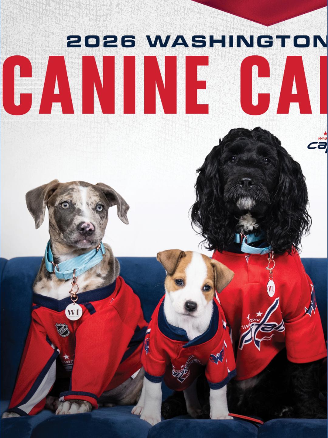 Pups and Caps: Capitals canine calendar is available for purchase ...