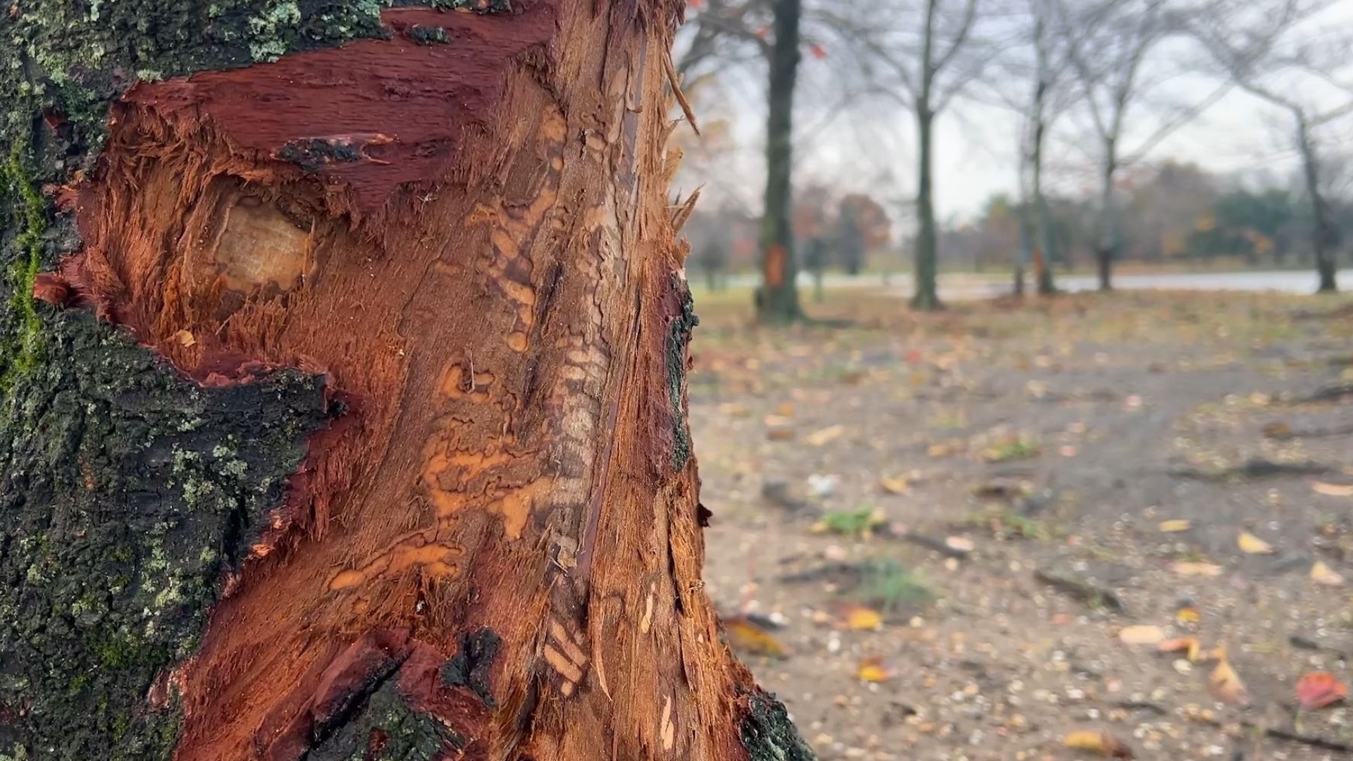 Beavers blamed for cherry tree damage at Tidal Basin | wusa9.com