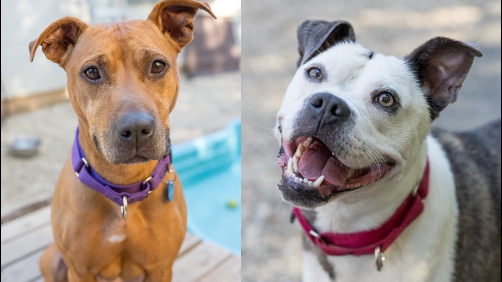 CDC updates list of who's at high risk of severe COVID-19 illness ...