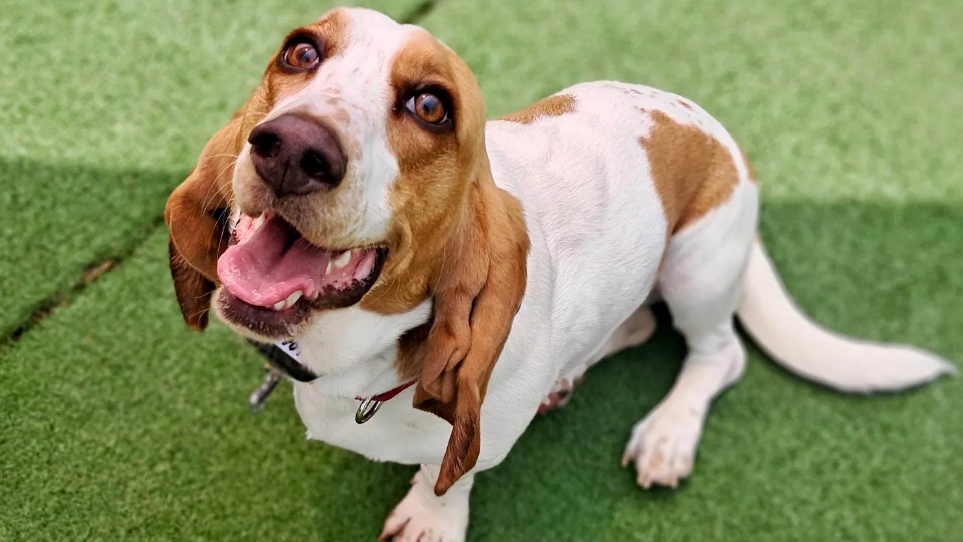 Mabel Grace from Maryland is a top-10 cutest rescue dog finalist ...
