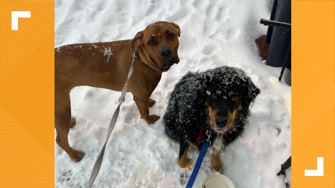 Lost dogs reunited with owner after snow day | wusa9.com