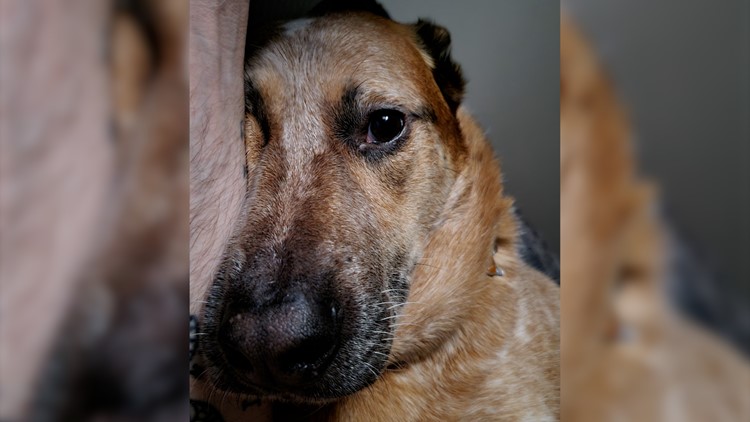 DC has the dogs with the cutest faces, study says | wusa9.com