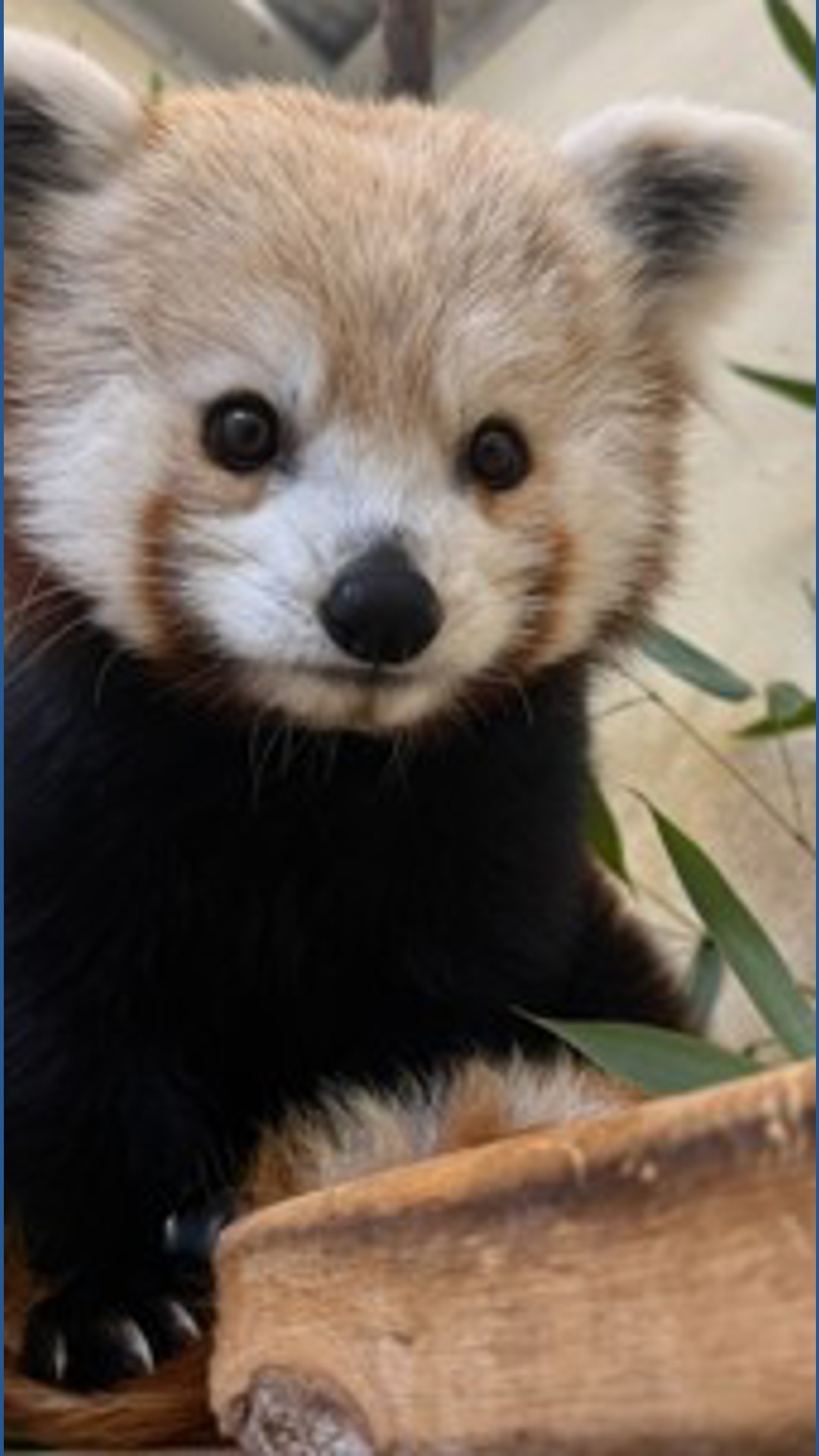 National Zoo officials looking into the mysterious death of a red panda ...