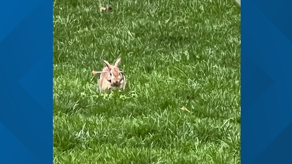 Rabbits shot with blow darts in Virginia | wusa9.com