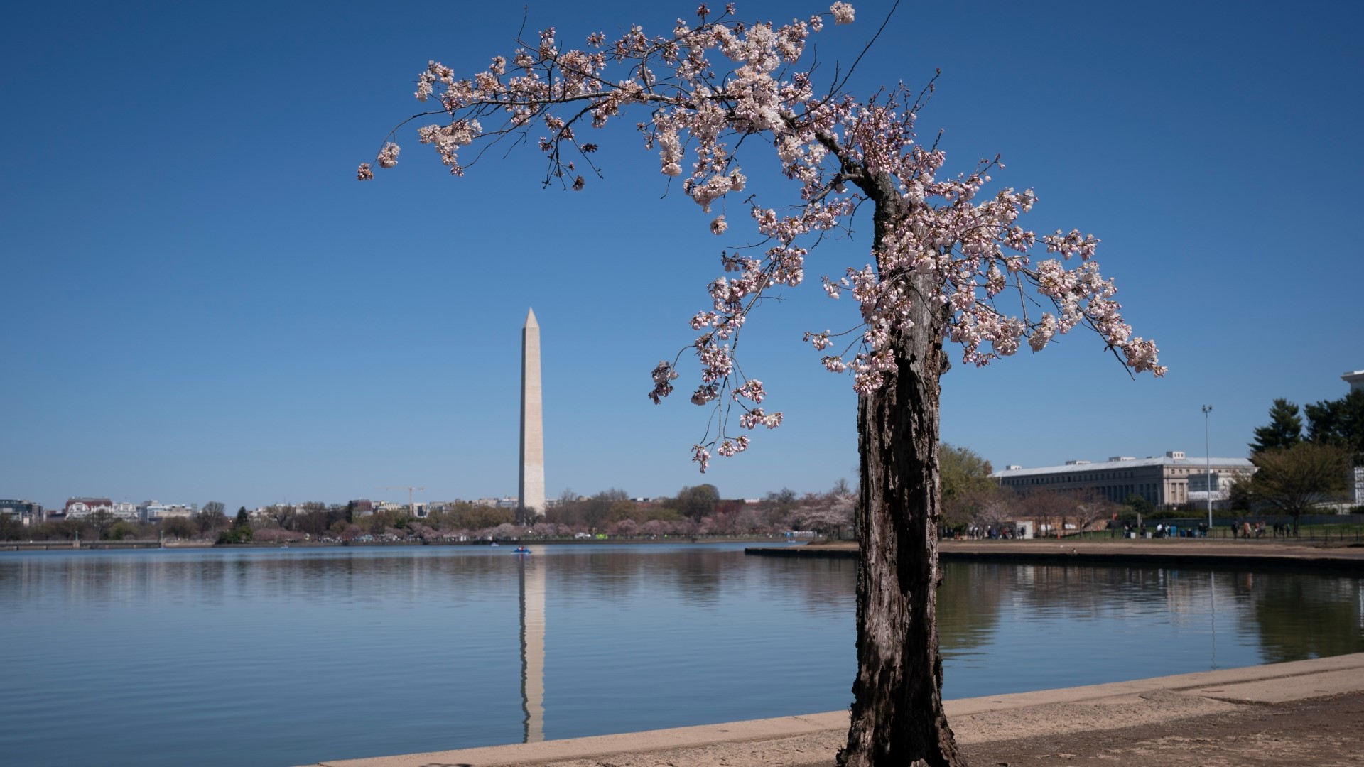 How Stumpy, DC's beloved hollow cherry tree, may live on | wusa9.com
