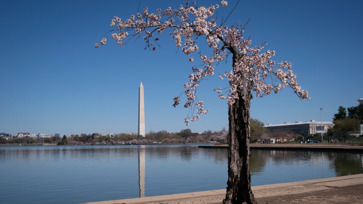 How Stumpy, DC's beloved hollow cherry tree, may live on | wusa9.com