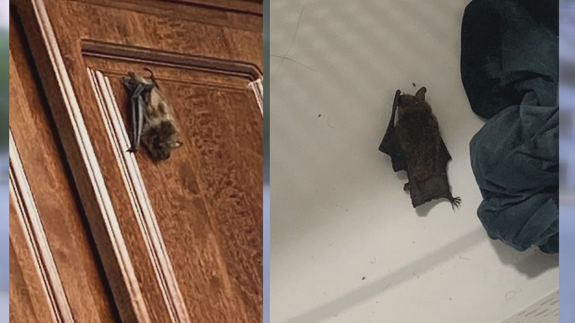 Neighbors say Heather Hills Apartments has bats | wusa9.com