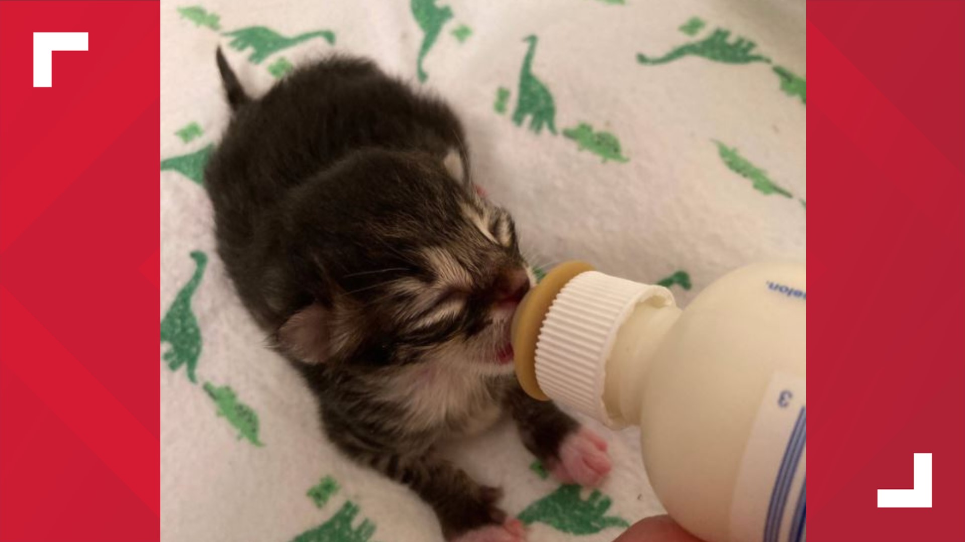 DC animal foster near me, shelter near me, pet adoption: DC Paws ...