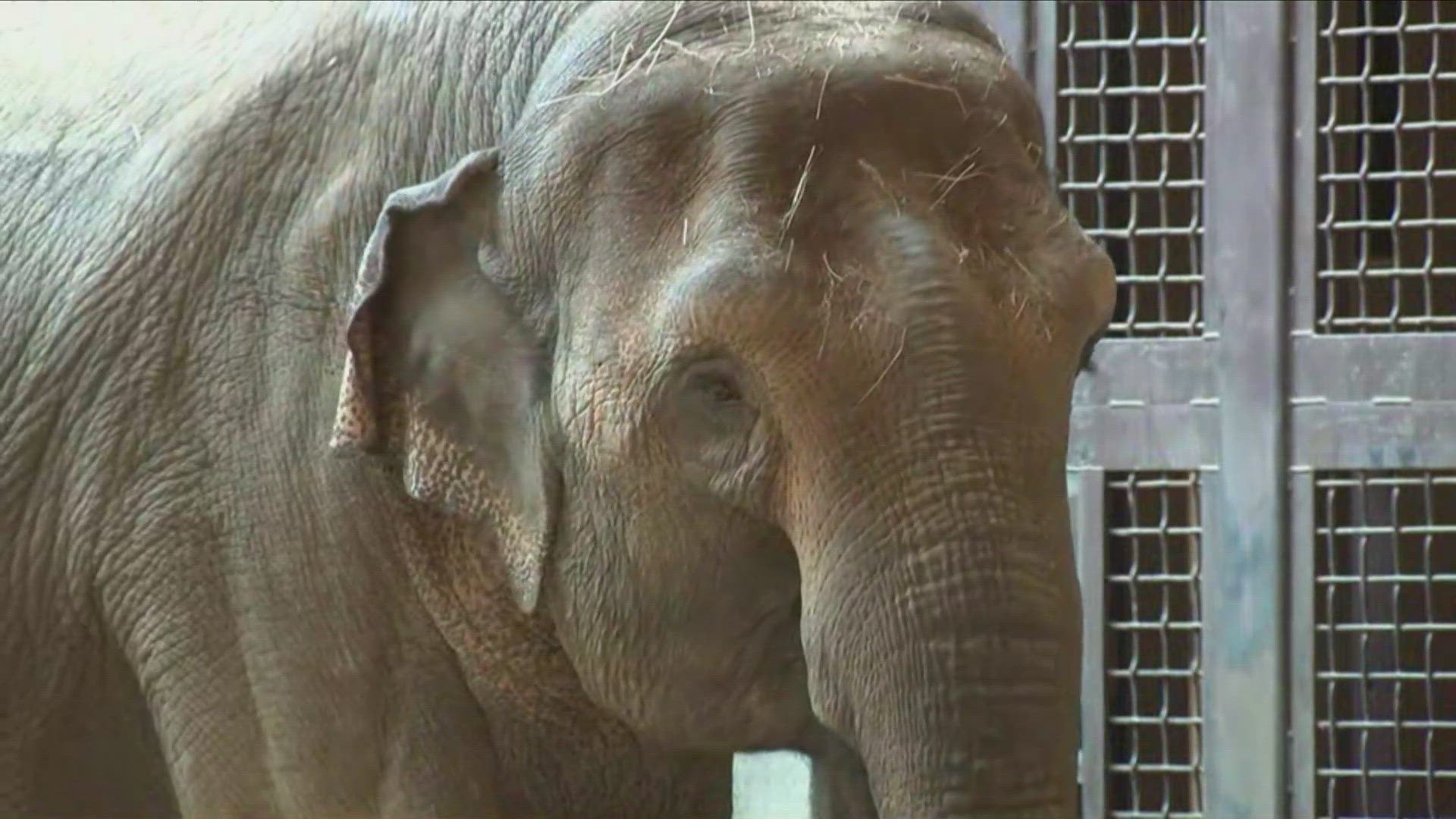 Baby elephant on the way, National Zoo announces | wusa9.com