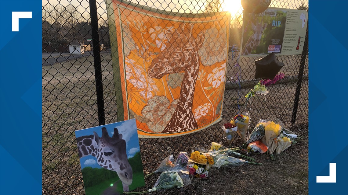 Giraffes killed in fire in Virginia, roer's zoofari reston, usda ...