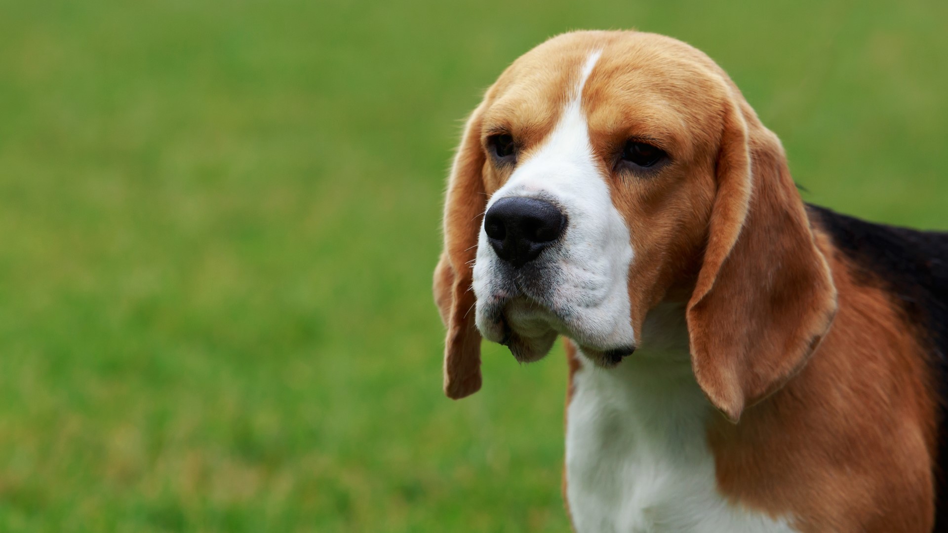 MAGA Patriot Party national committee: Fact check, who runs it | wusa9.com