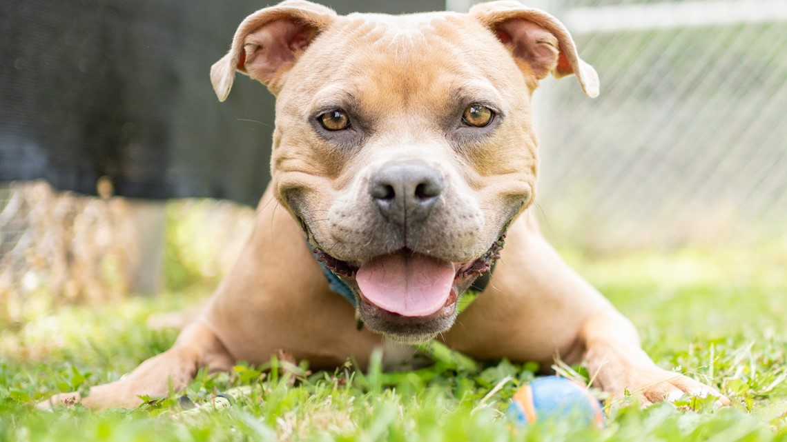 'Test Drive' a dog from the Humane Rescue Alliance | wusa9.com