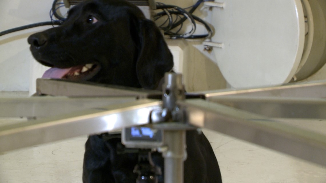 Dogs can sniff out a positive COVID test, new study shows | wusa9.com