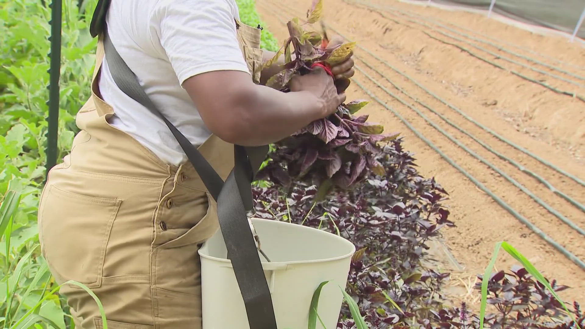 Small Maryland farm boosts food access in DC with new tech | wusa9.com