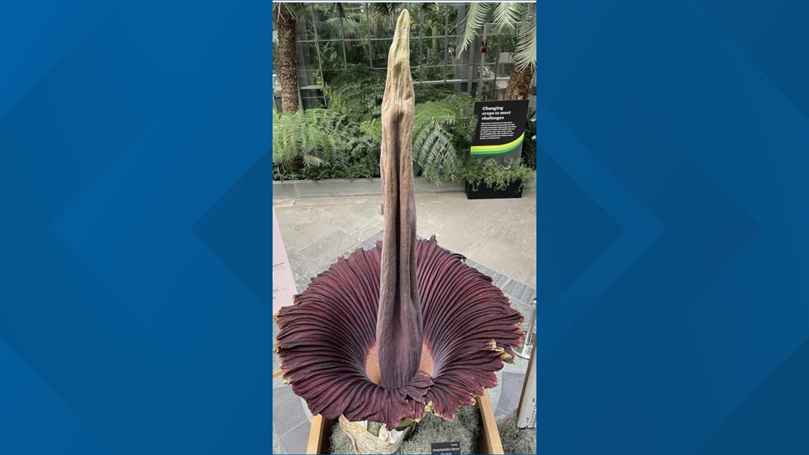 2022 corpse flower plant now blooming at US Botanic Garden | wusa9.com