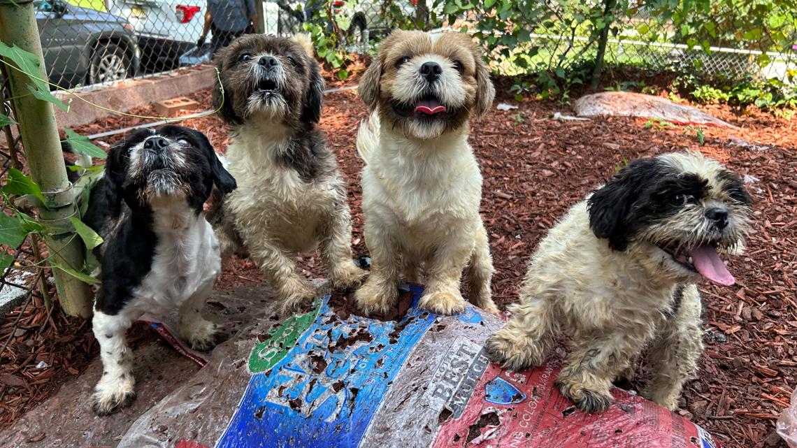 Shih Tzu's seized from Northeast DC home: Humane Rescue Alliance ...