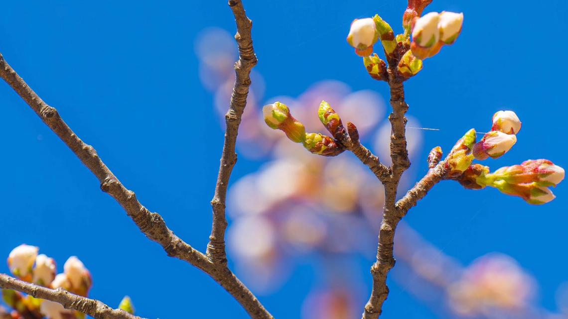 2026 National Cherry Blossom Festival: The big events you don’t want to ...
