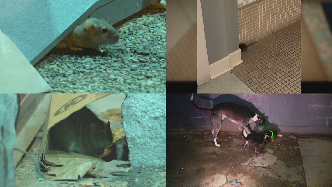 DC council moves to crack down on rat infestations with new legislation ...