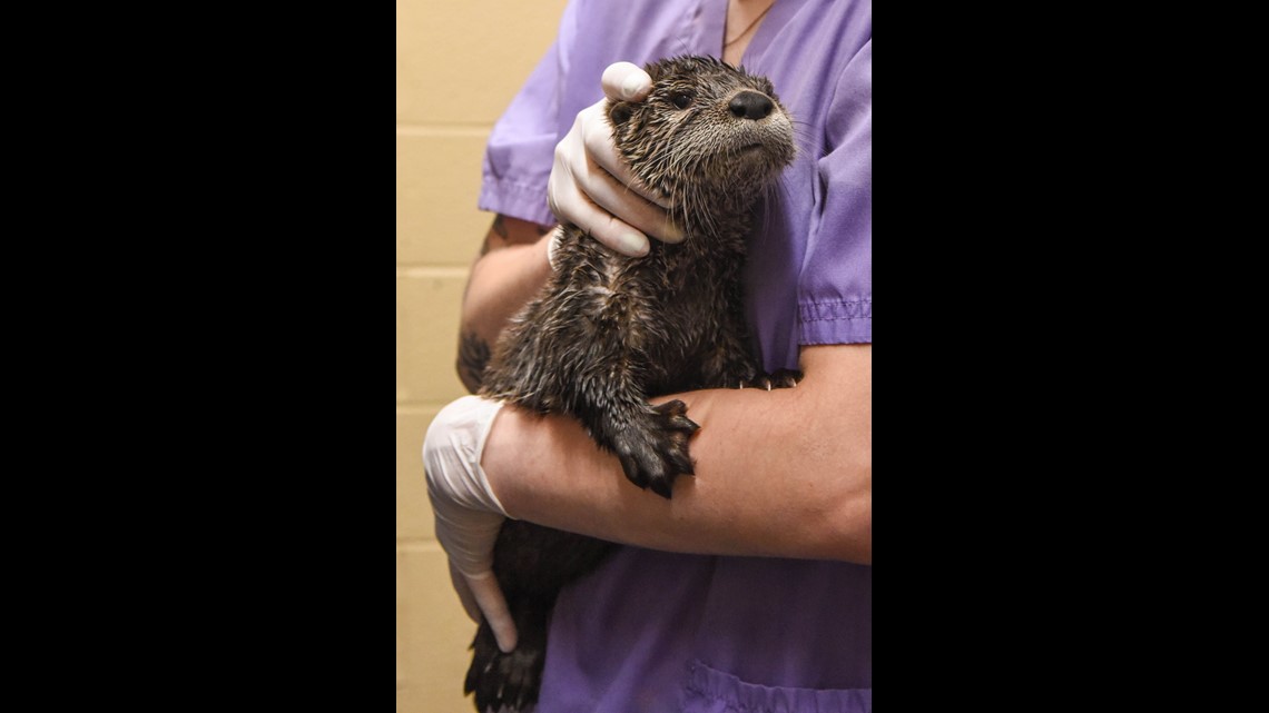 Rescued otter pup in recovery at Maryland Zoo | wusa9.com