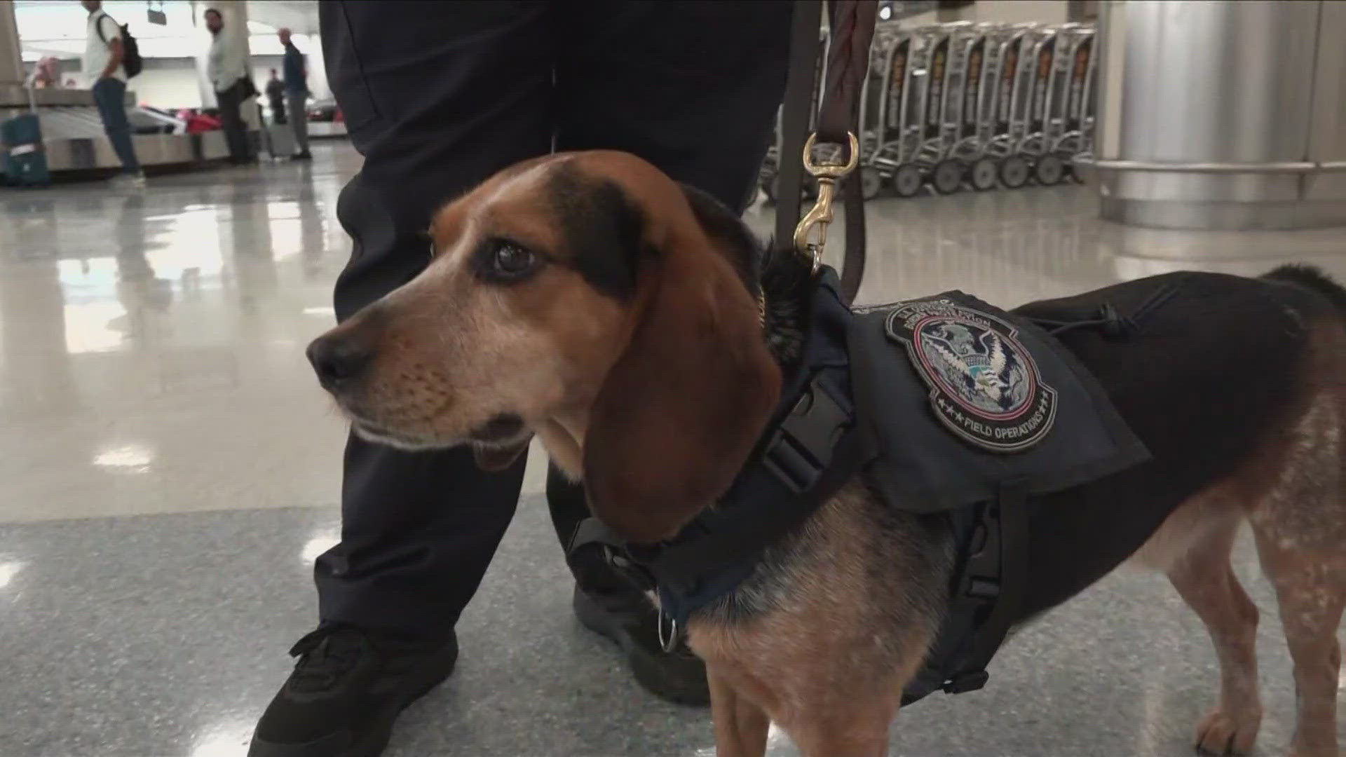 Customs says they cannot accept donations to dog kicked by traveler ...