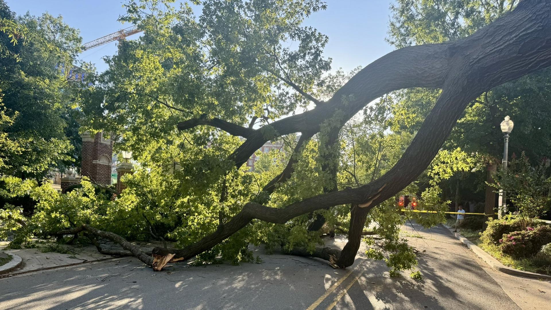 Tree branch falls on car in Northwest DC | wusa9.com