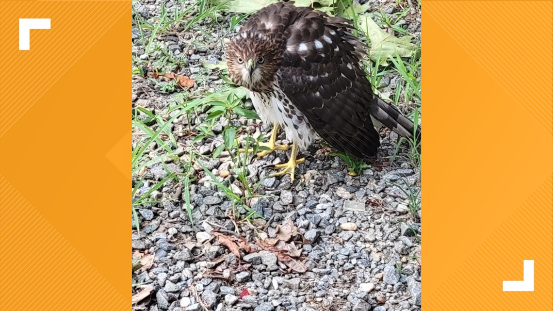 Injured hawk, "Jimmy Talon," rescued in Stafford County | wusa9.com