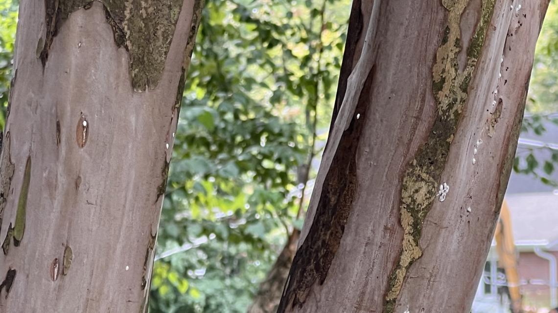 Bark scale is in the DMV and impacting crape myrtles | wusa9.com