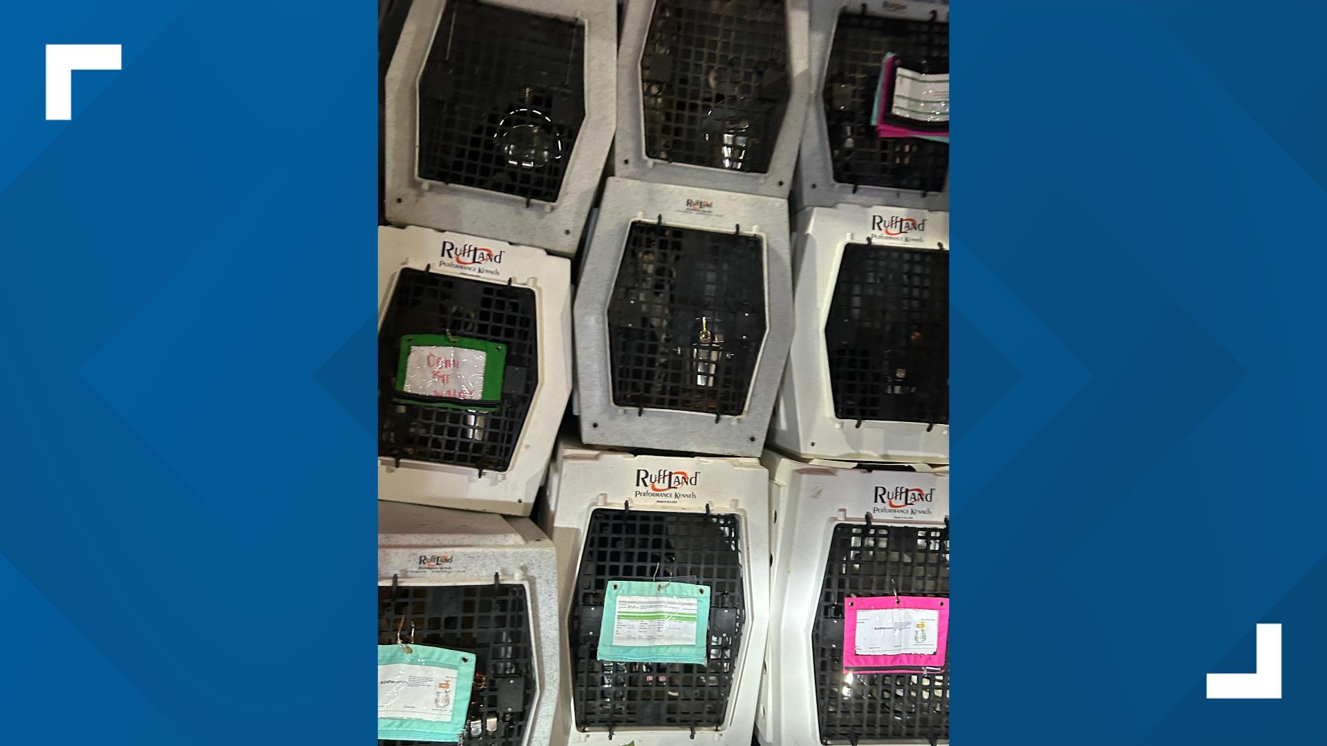 How to adopt pets lost during Hurricane Helene | wusa9.com