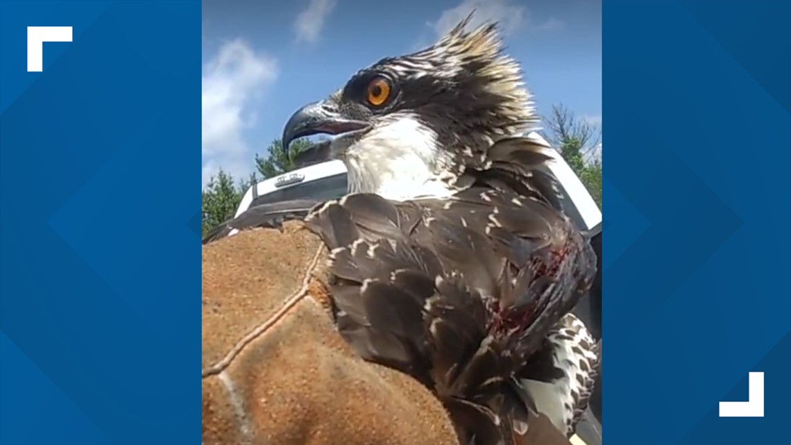 Bird rescued by first responders in Fairfax County | wusa9.com
