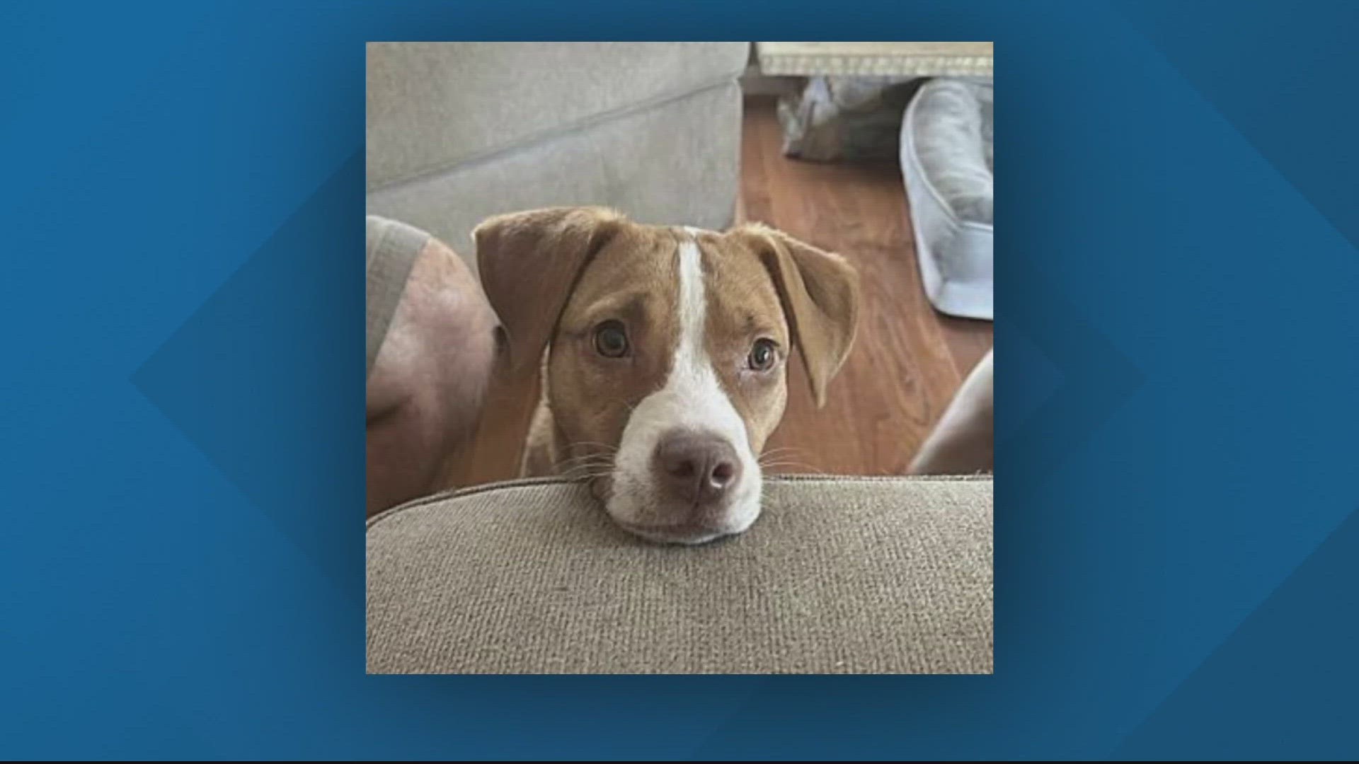 Rescuing responsibly: Ending the cycle of stolen dogs in the DMV ...