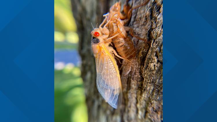 Brood X cicadas have arrived in Maryland, DC, Virginia | wusa9.com