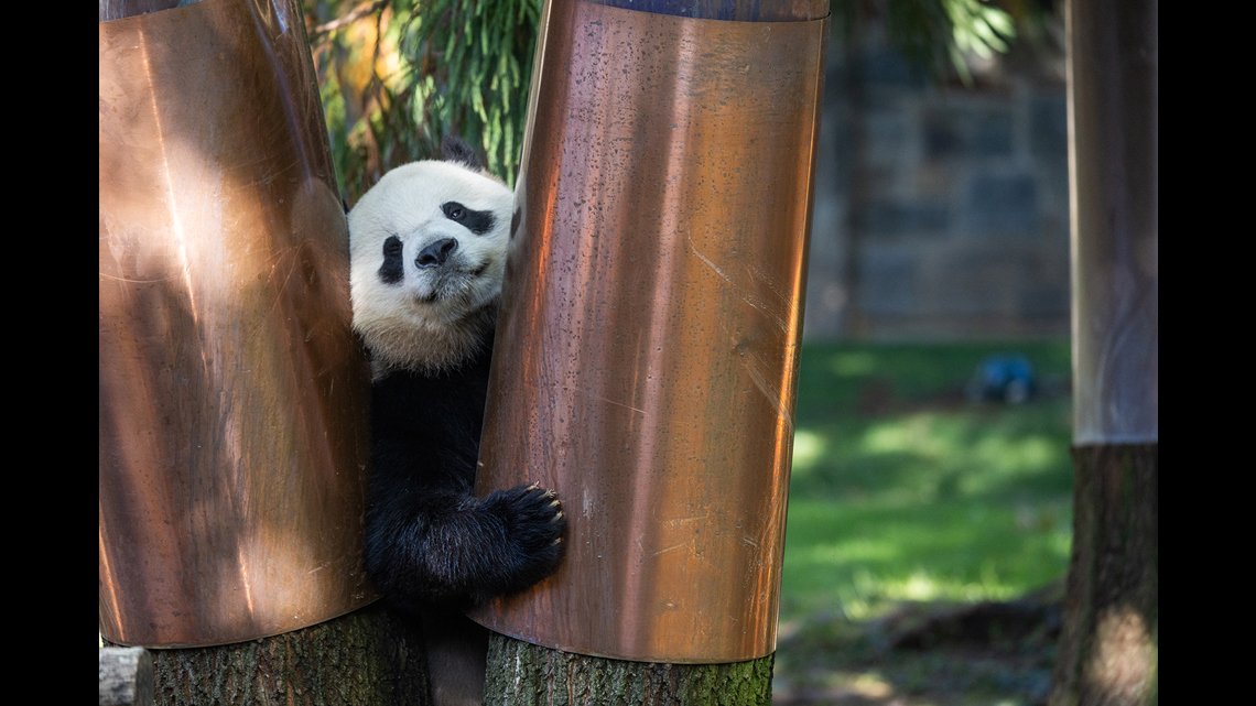 National Zoo shows off pandas with new pictures | wusa9.com