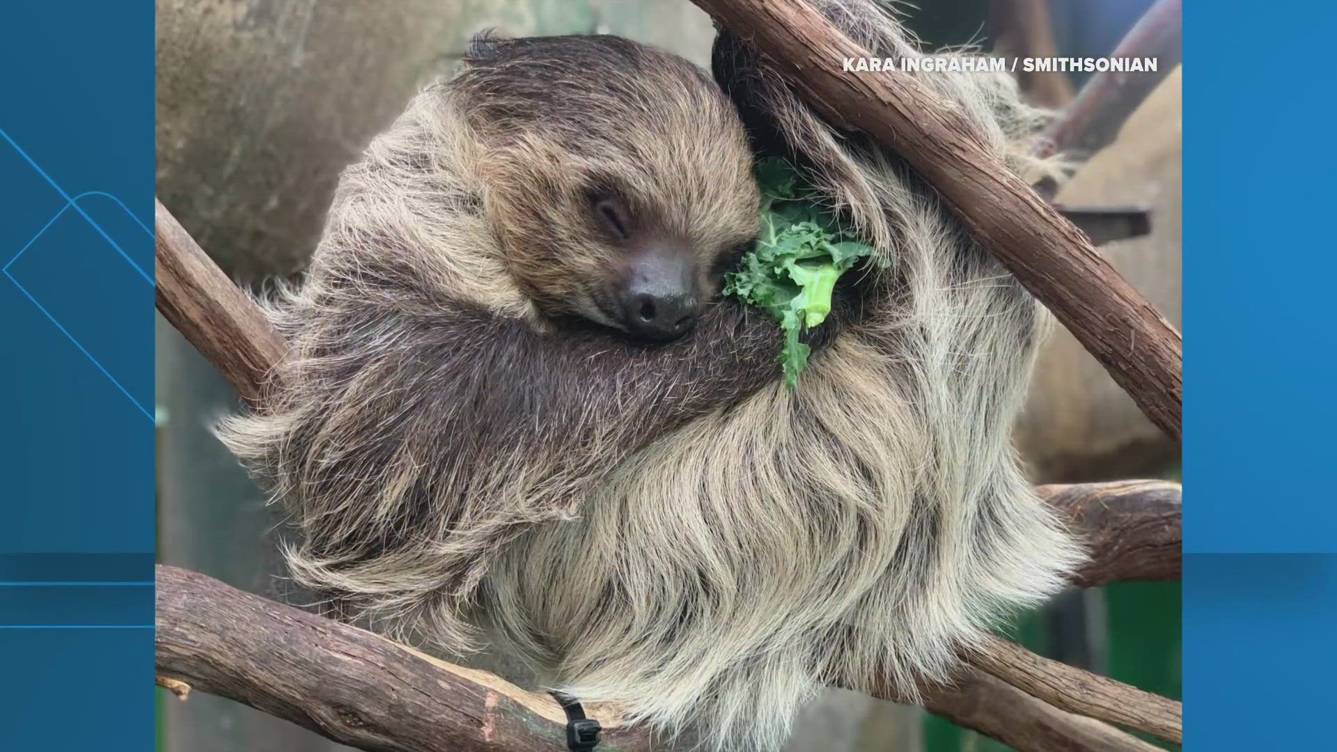 National Zoo announces the death of beloved sloth named Athena | wusa9.com