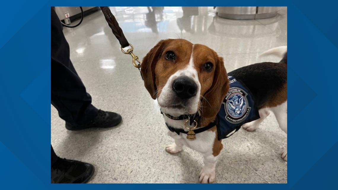 US Customs officers block 2 invasive species at Dulles: Behind the ...