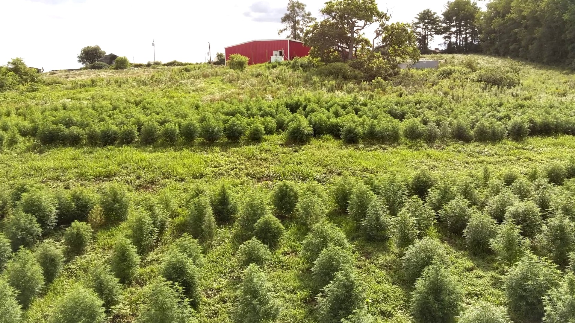 Delta-8 THC crackdown limiting Virginia's hemp industry | wusa9.com