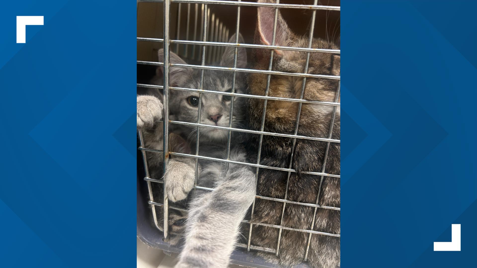 How to adopt pets lost during Hurricane Helene | wusa9.com