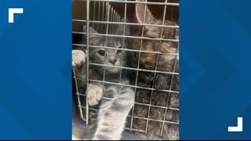 How to adopt pets lost during Hurricane Helene | wusa9.com