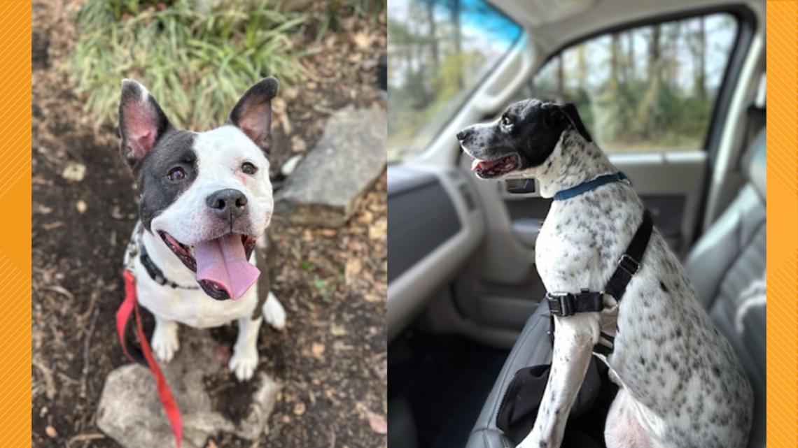 DC dogs need to be adopted by New Year's | wusa9.com