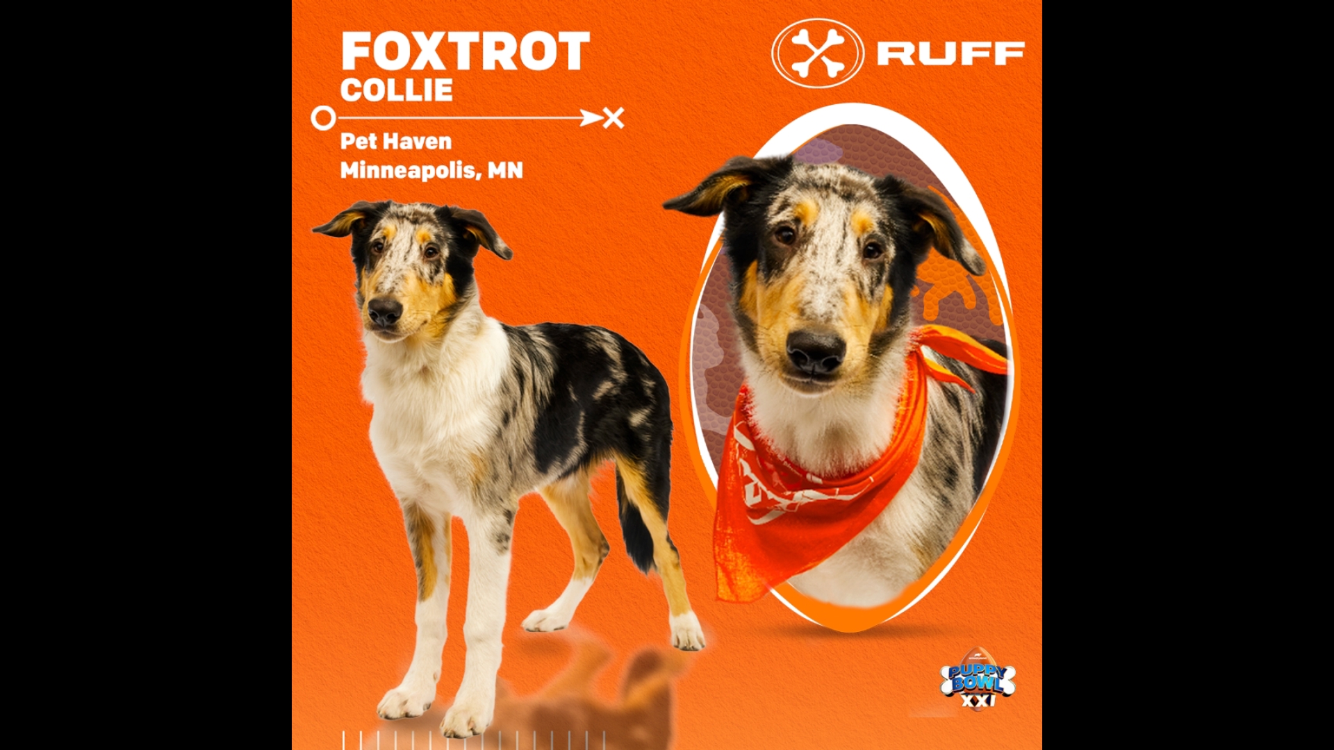 Player of Puppy Bowl XXI, super bowl, commanders, cute | wusa9.com