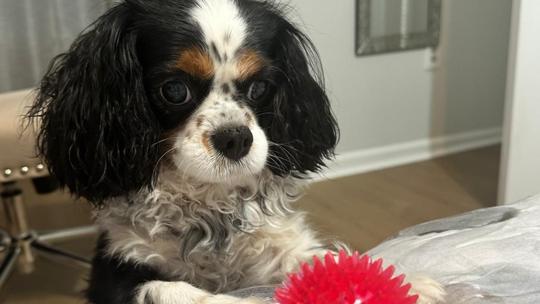 National Zoo panda cam Washington DC snow Giant Pandas enjoy snow ...