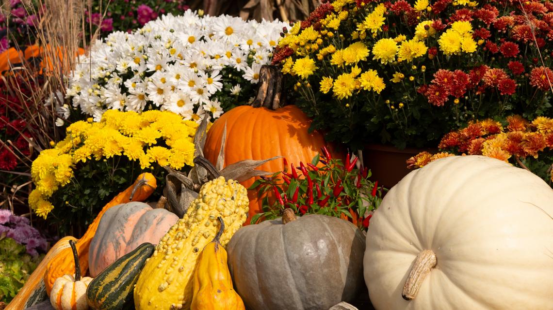 Enjoy the Fall Festival at Reston Farm Garden Market | wusa9.com