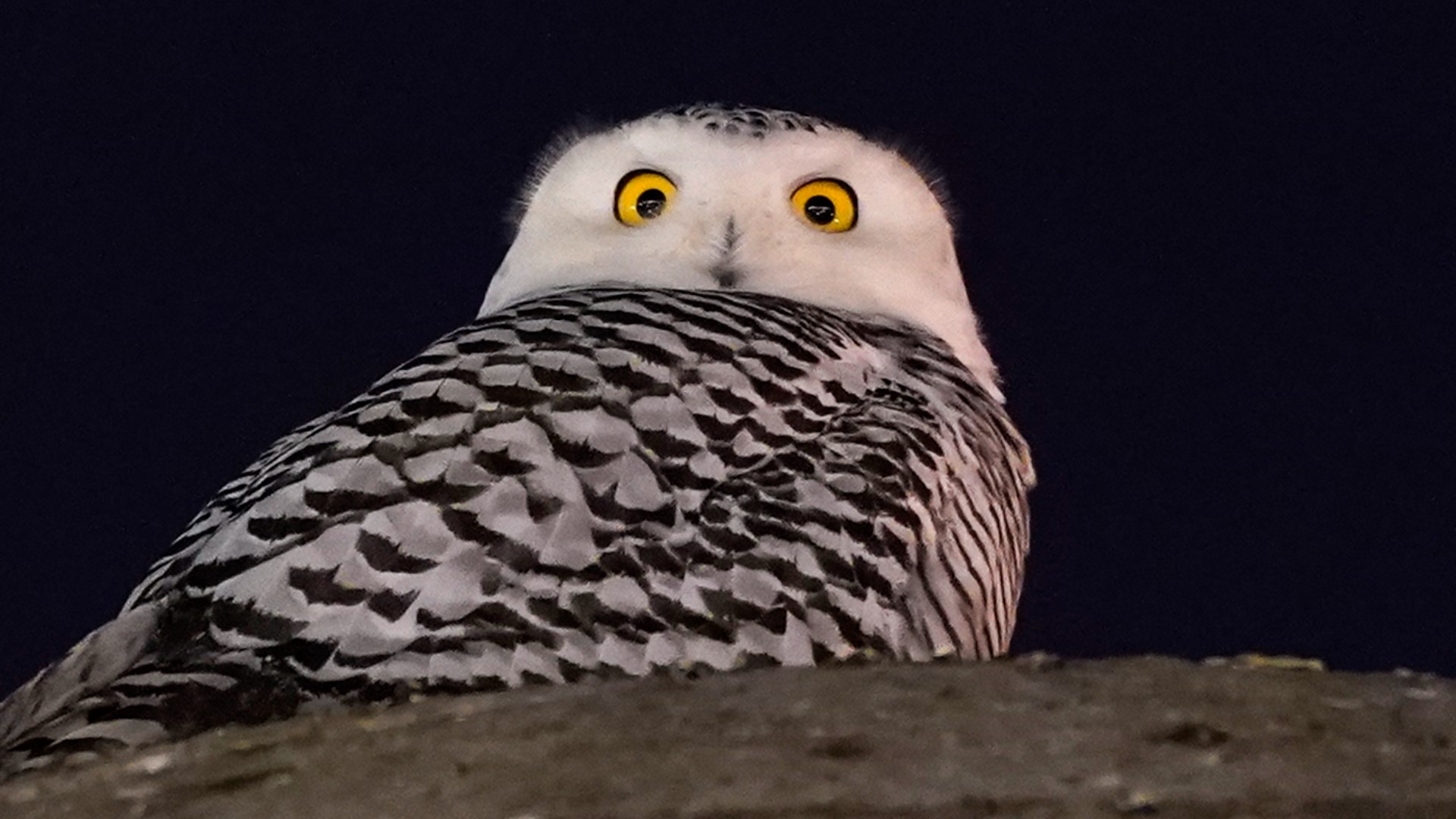 Capitol Hill snowy owl attracts crowds in DC | wusa9.com