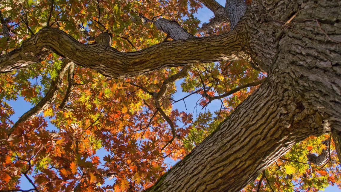 A new study finds 11-16% of U.S. trees are threatened | wusa9.com