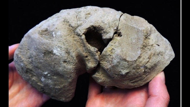 Holey Crap: Paleontologist discover an extremely rare fossil | wusa9.com