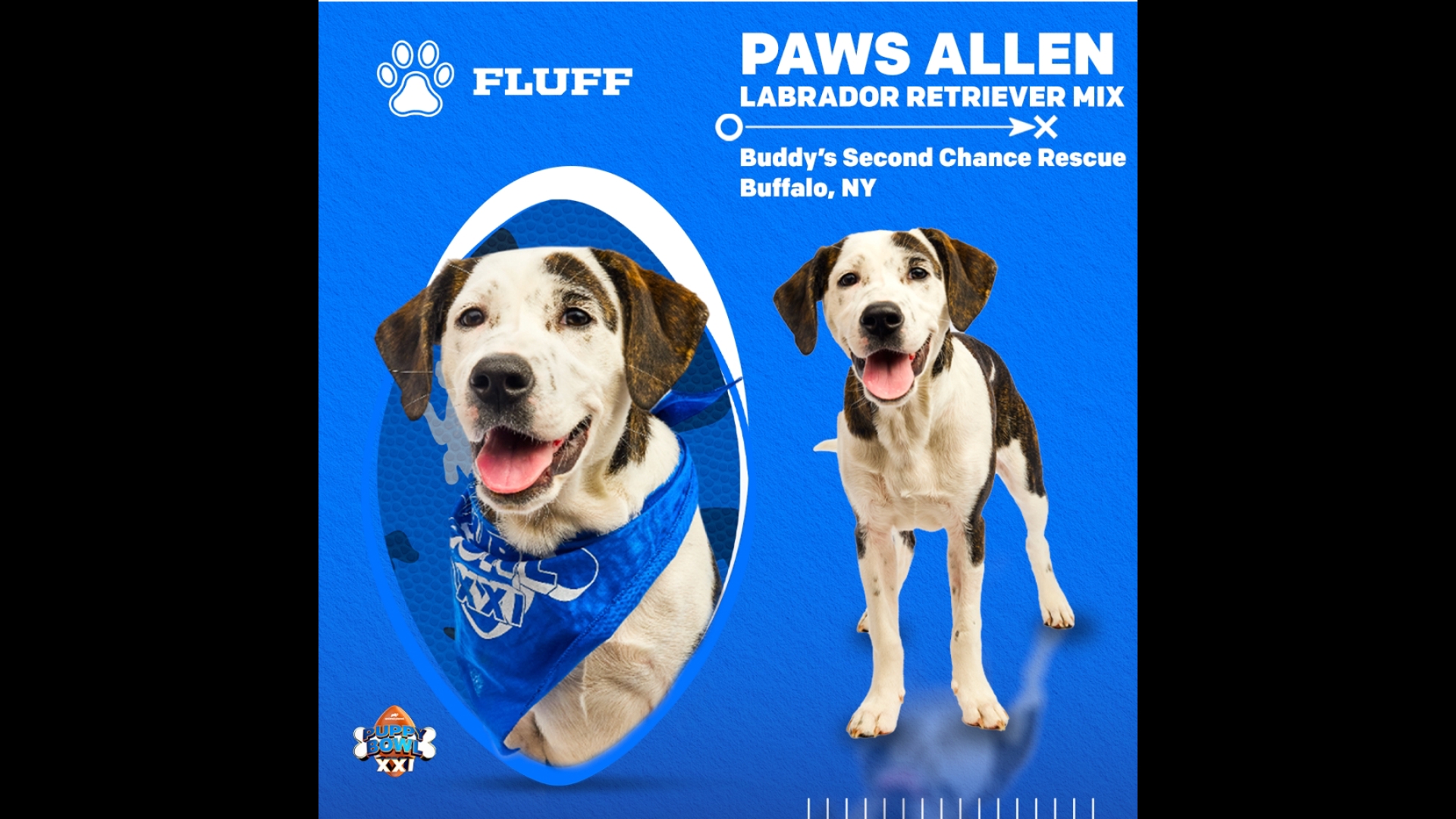 Player of Puppy Bowl XXI, super bowl, commanders, cute | wusa9.com