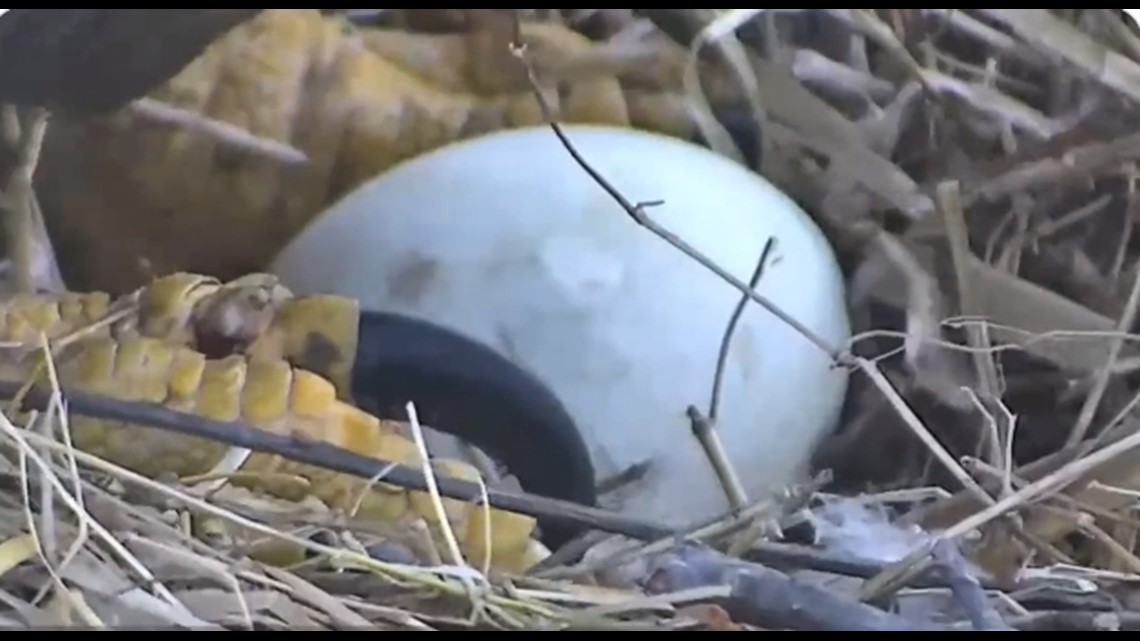New baby eagle born at National Arboretum | wusa9.com