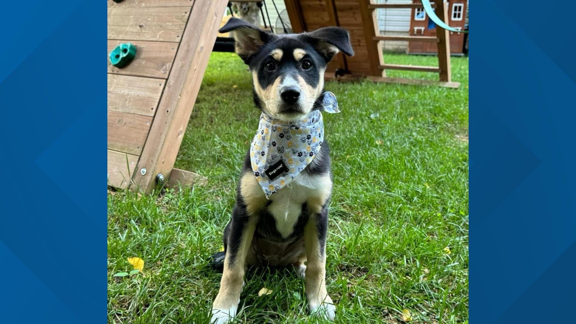 Connie the Container Dog's puppies get their forever homes | wusa9.com