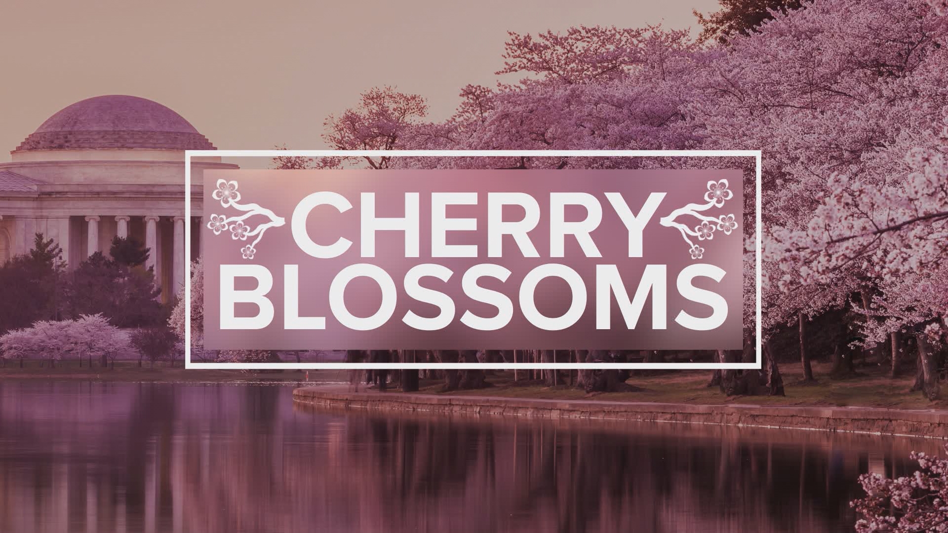 DC Cherry Blossoms 2025 | A WUSA9 Special Report | wusa9.com