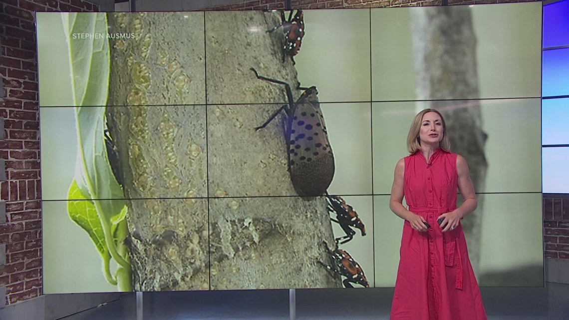 Zephaniah Vineyard Fights Spotted Lanternflies in Virginia | wusa9.com