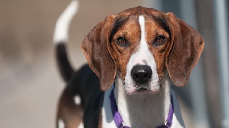 Brandywine Valley SPCA takes over DC animal control services | wusa9.com